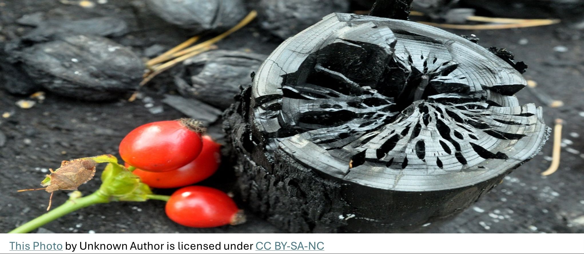 Terraforma | Biochar: What is it, How Does it Work, and What is it ...