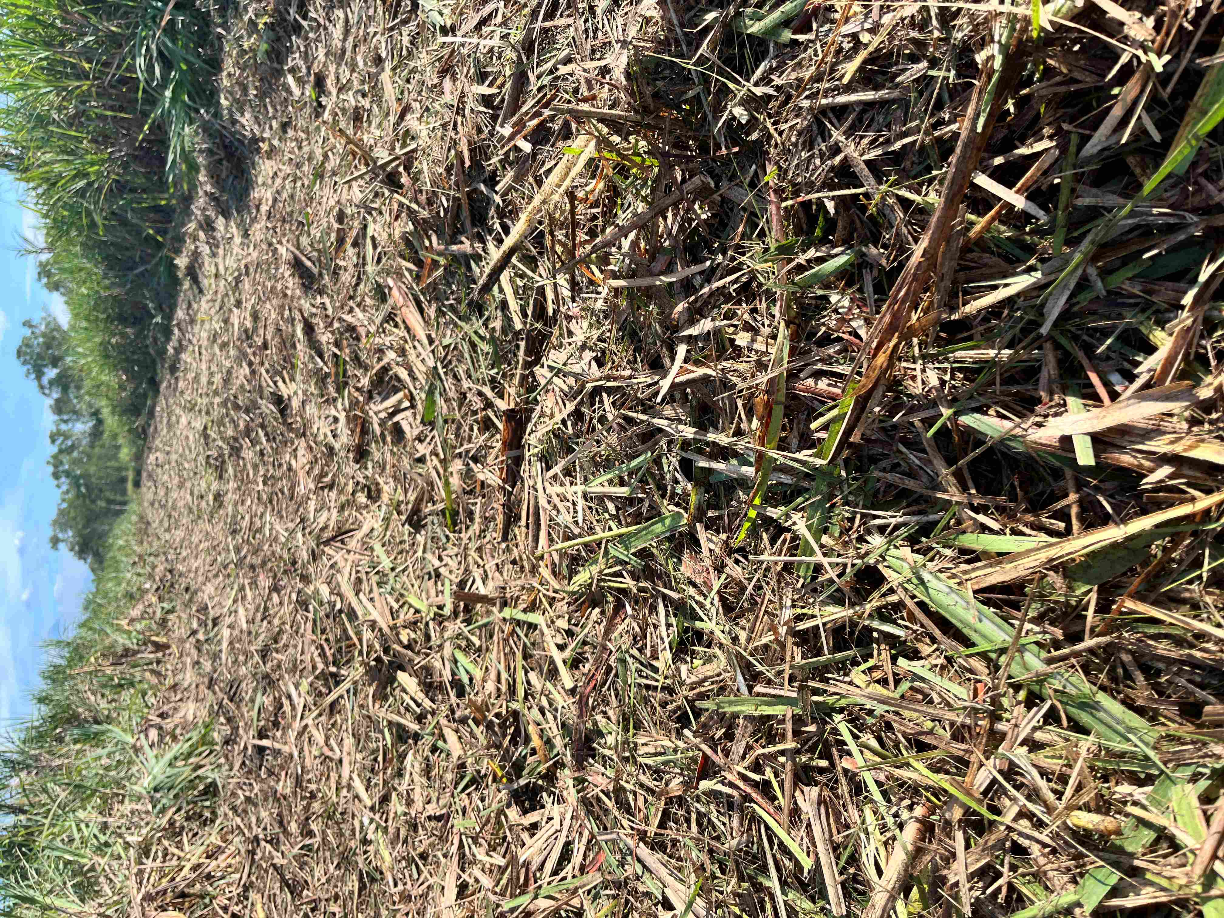 Terraforma | How to manage and accelerate plant residual decomposition ...